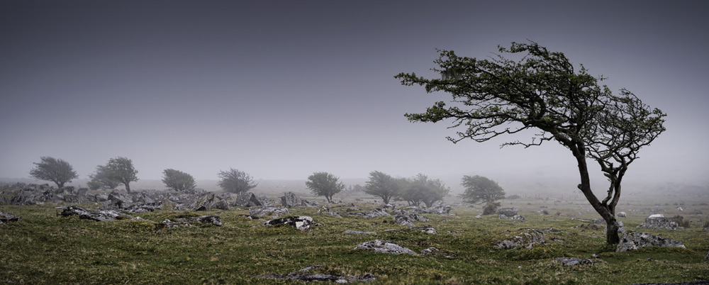 Landscape Photography 024 - Wind swept trees